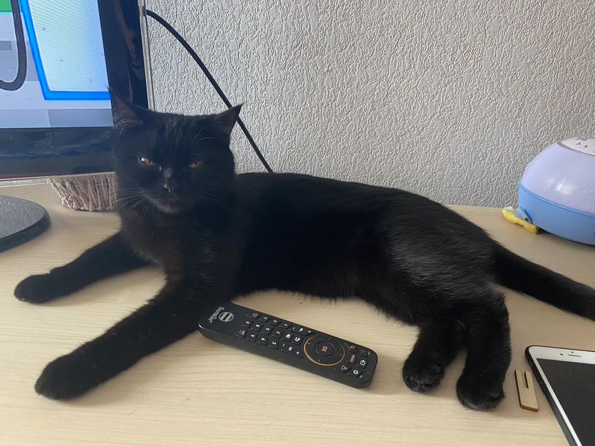 Кошка Тучка