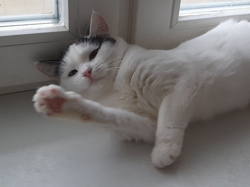 Кошка турецкая ангора