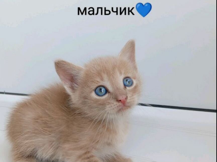 Кошка в дар