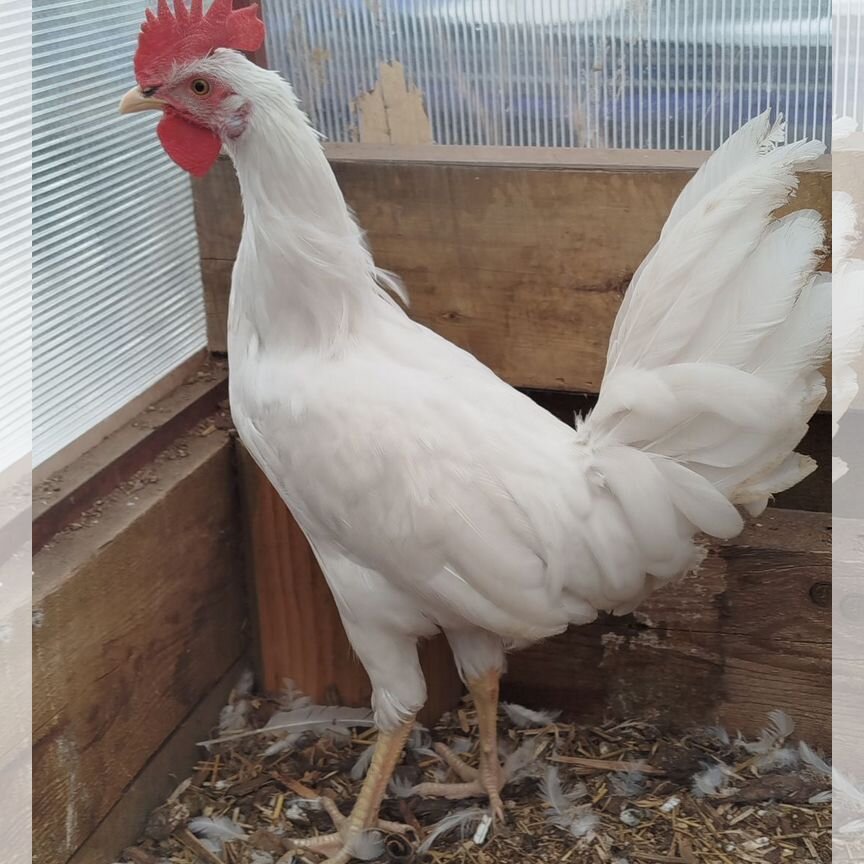 Продаются петушки 3 месяца