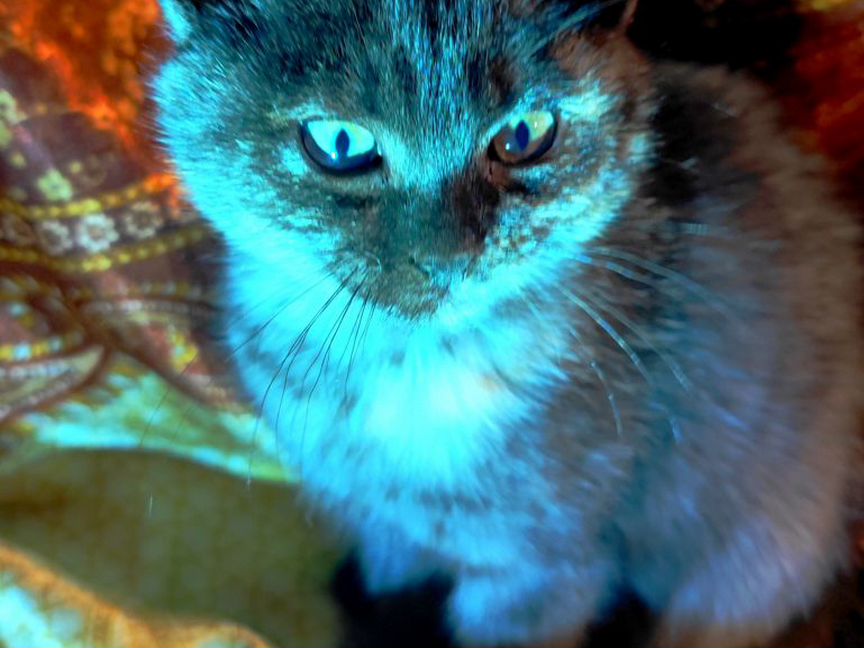 Котенок Котёночек котенка