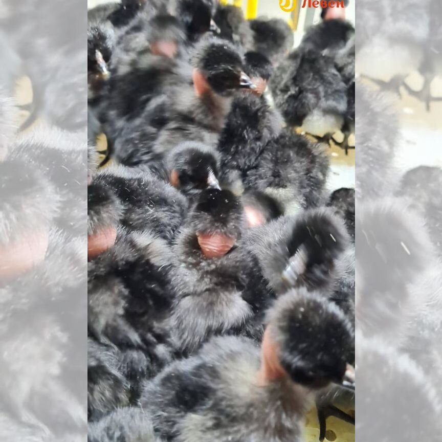 Цыплята Голошейка