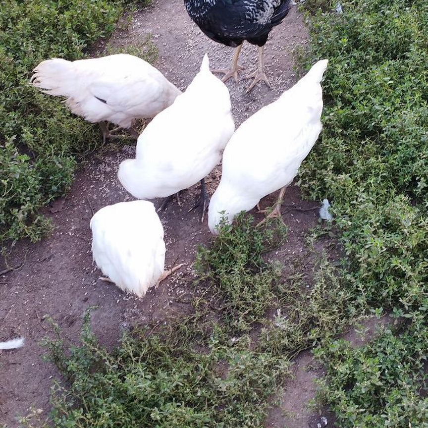 Курочки молодки