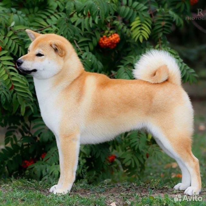 Сука сиба бесплатно