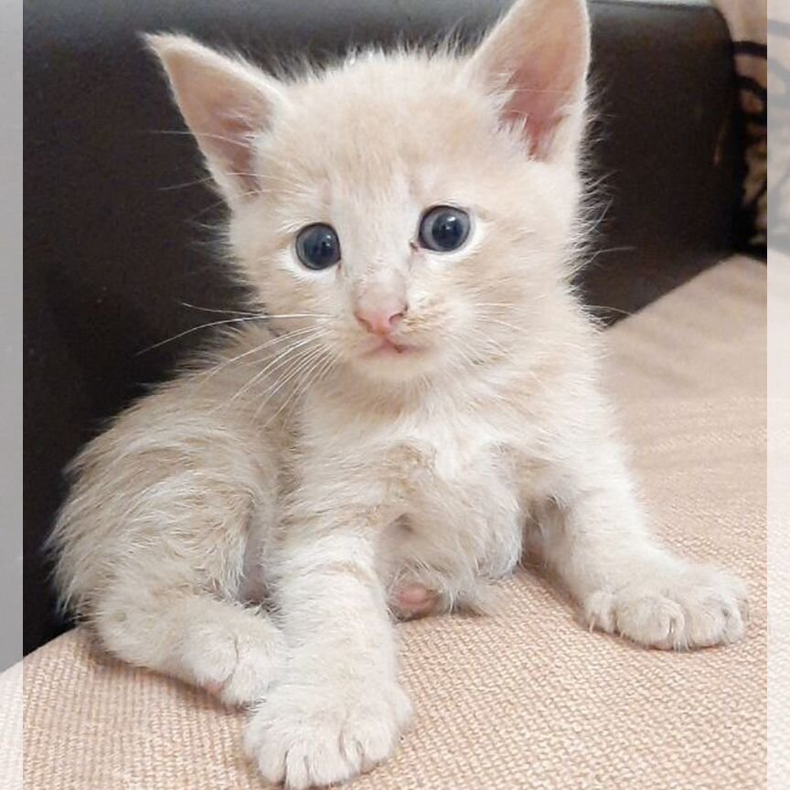 Котята от мамы помесь мейн кун