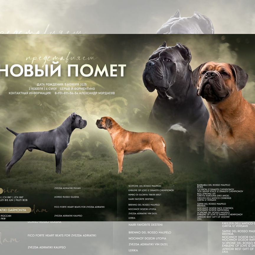 Кане-корсо, щенок