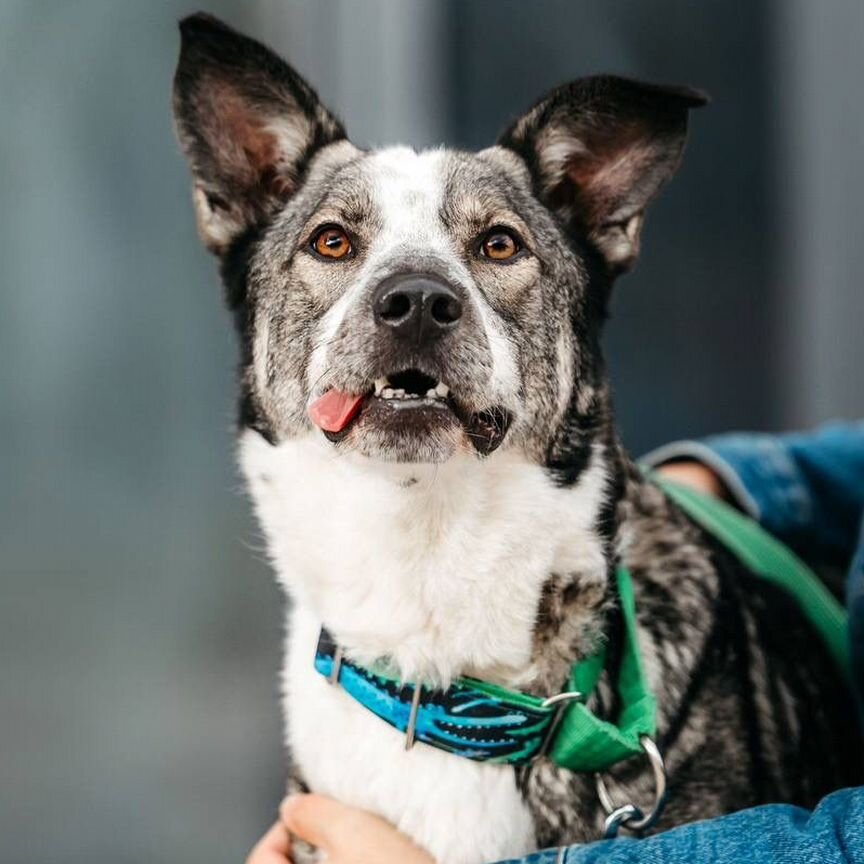 Взрослый пёс в добрые руки