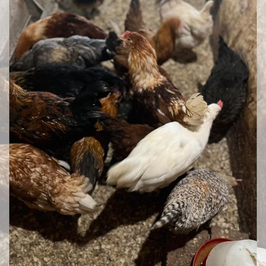 Молодые курочки несушки разных пород