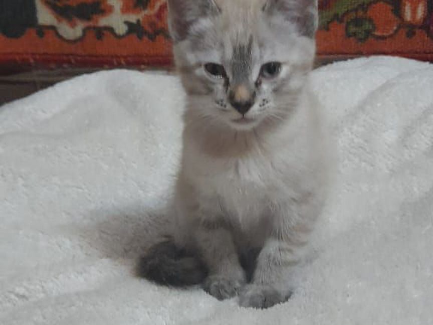 Чистокровная тайская кошка