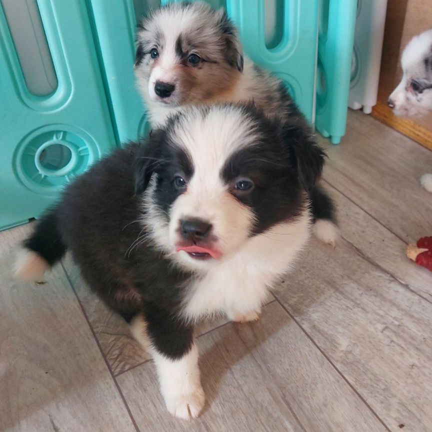 Бордер-колли, щенок