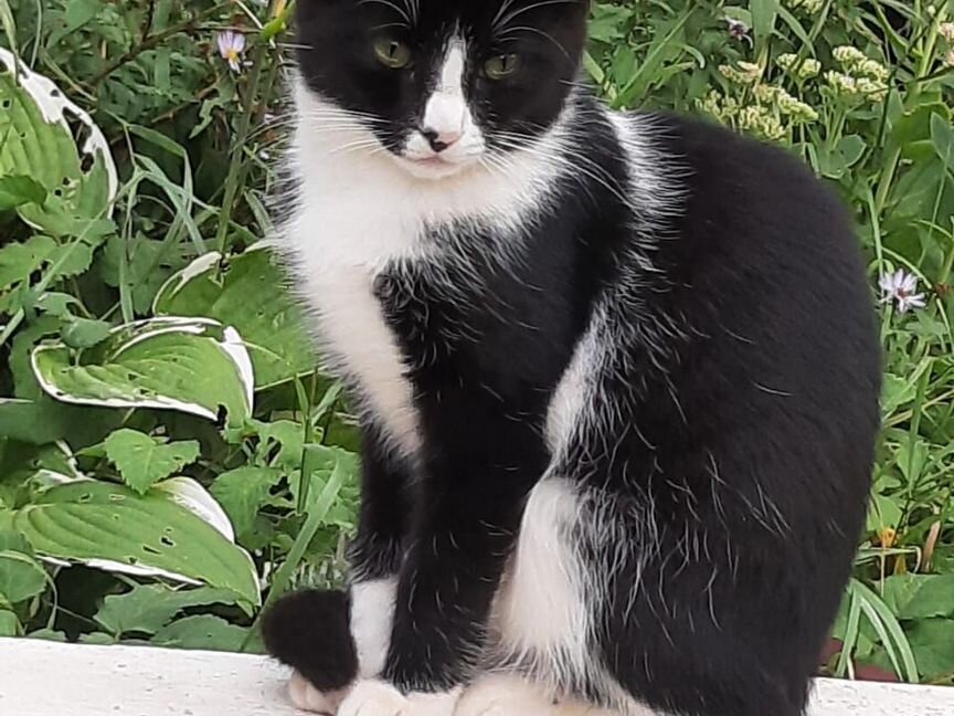 Котенок