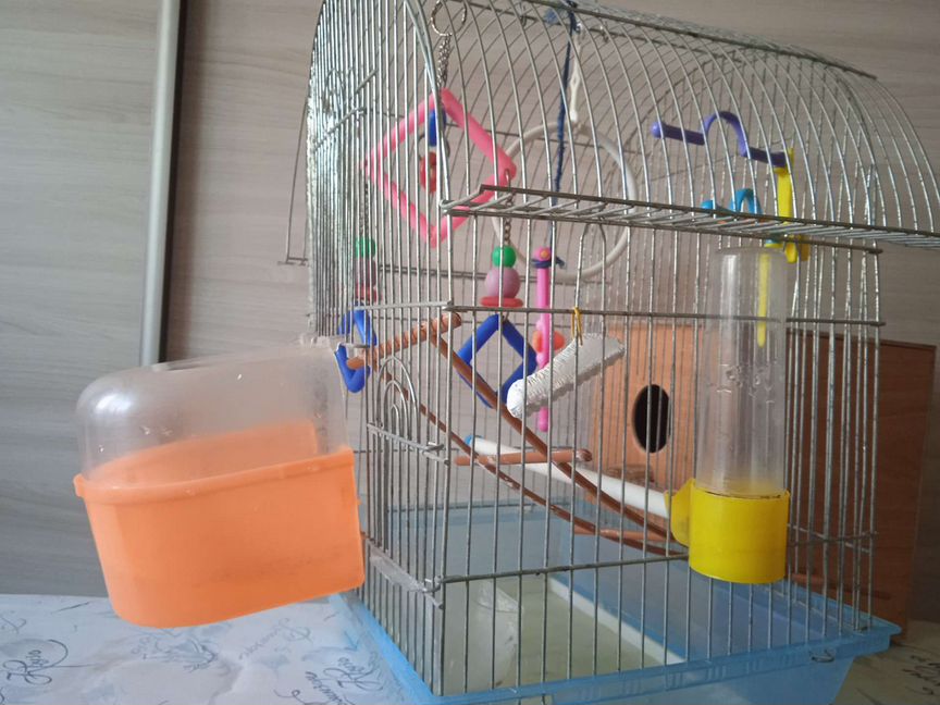 Клетка