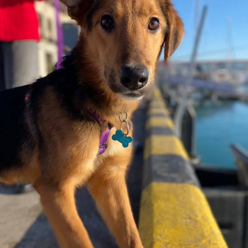 Маленькая овчарка в добрые руки в дар ищет дом