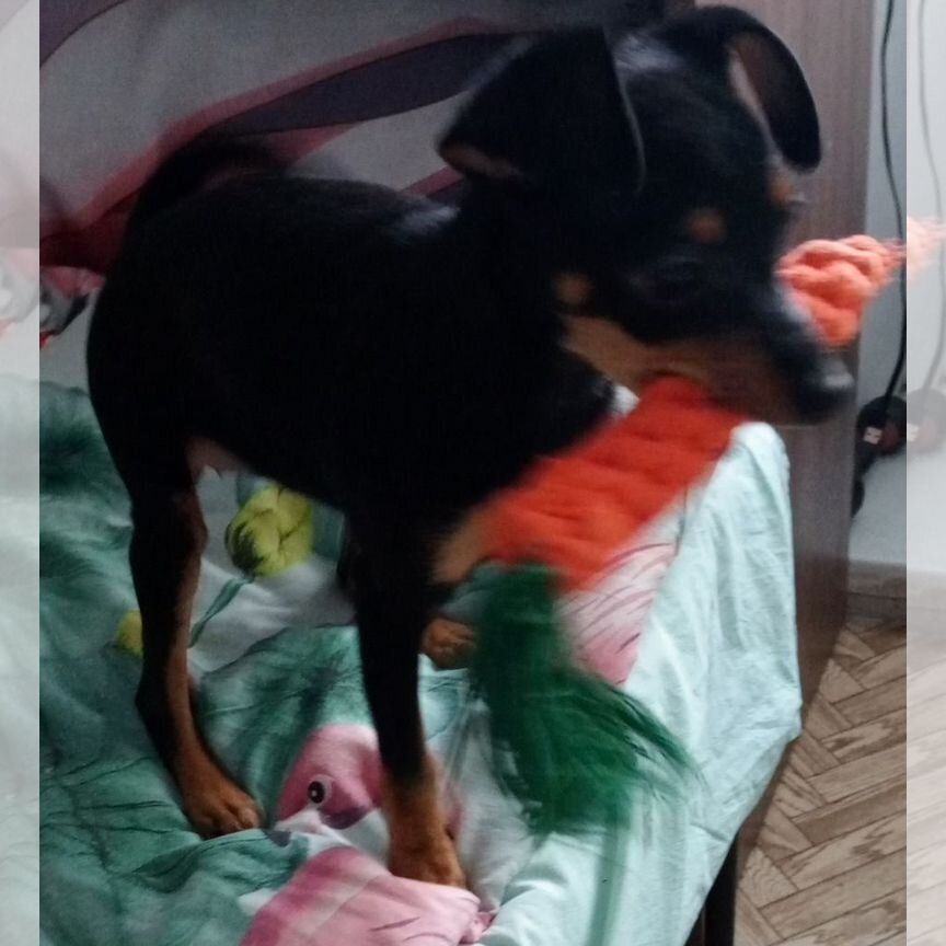 Русский той-терьер, щенок