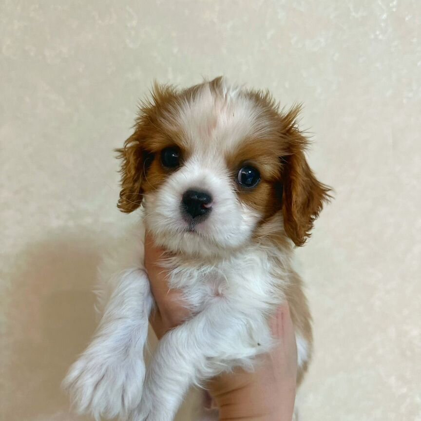 Кавалер кинг чарльз спаниель