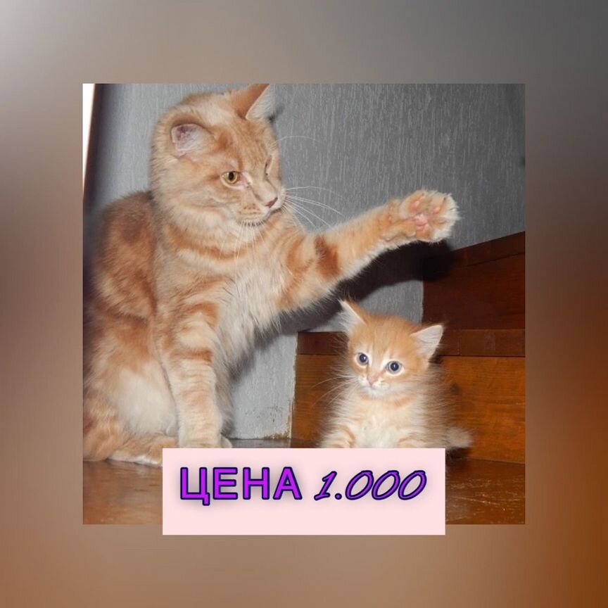 Мейнкунчик мальчишка,помесь