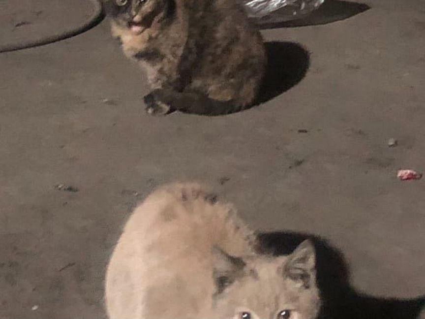 Брошенные котята