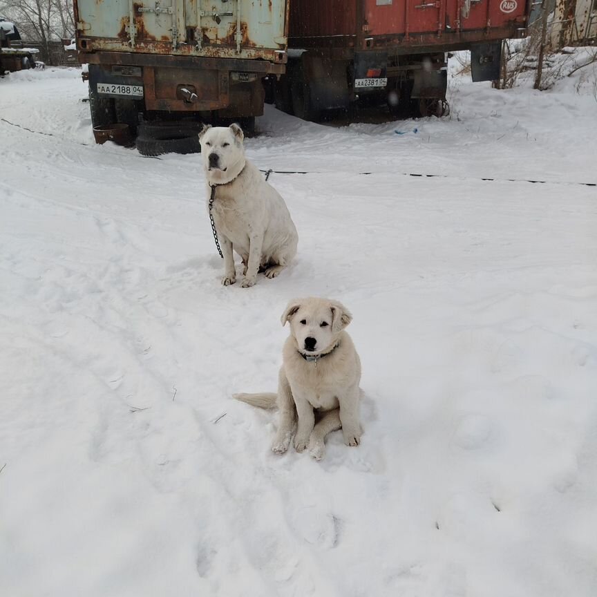 Отдам в добрые любящие руки