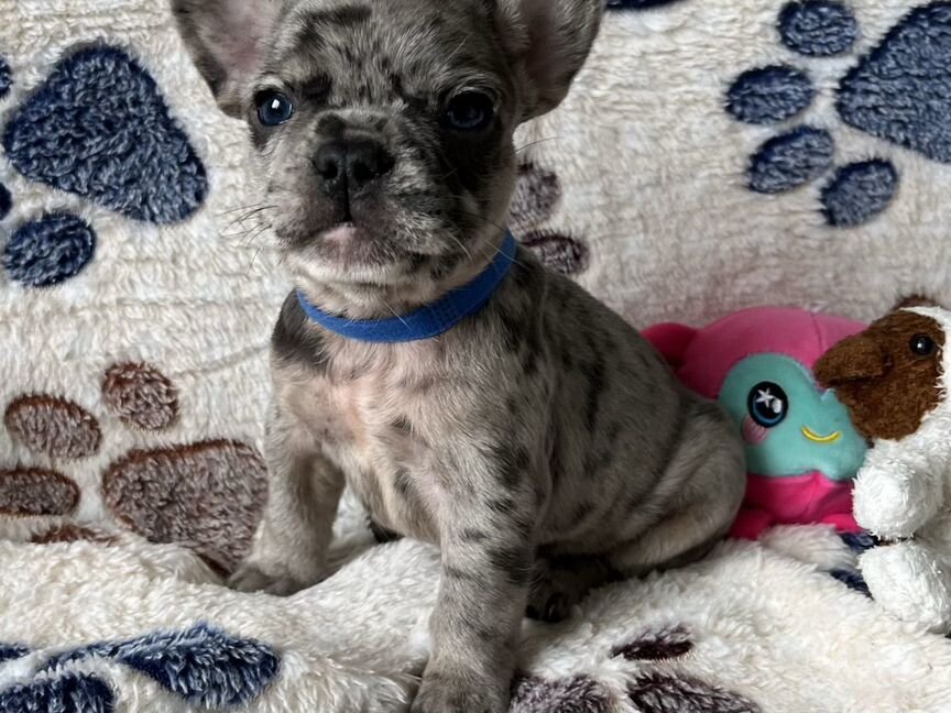 Французский бульдог щенки