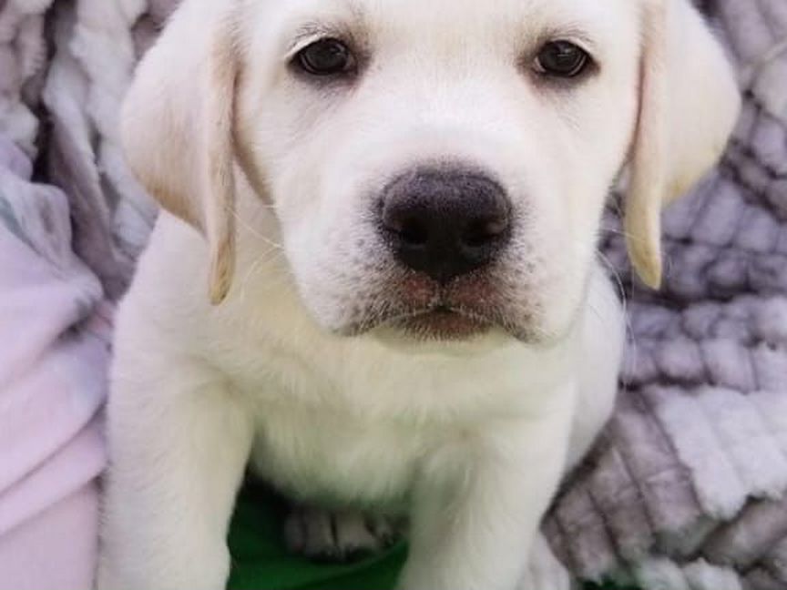 Щенки лабрадора