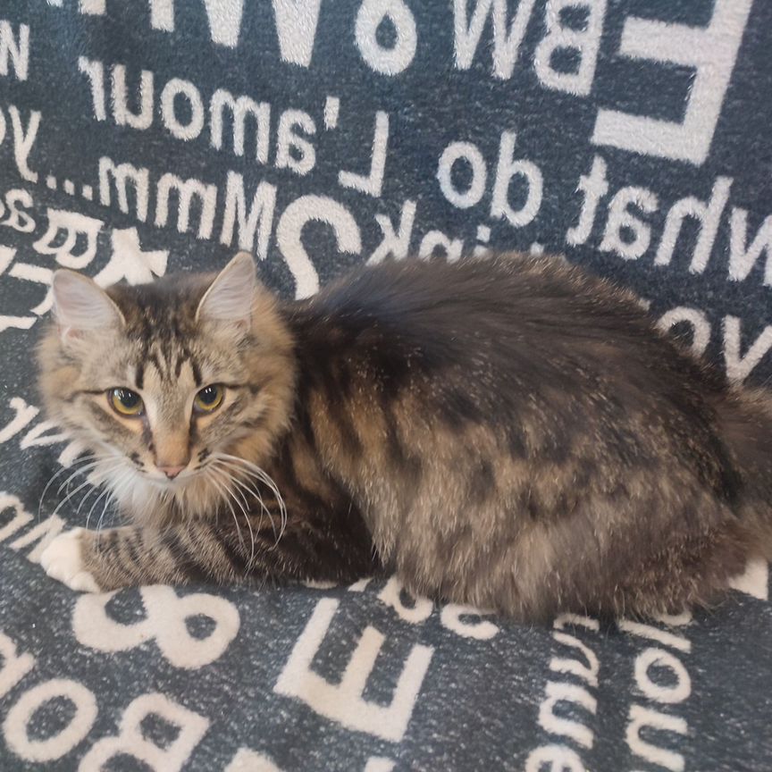 Взрослый кот в добрые руки