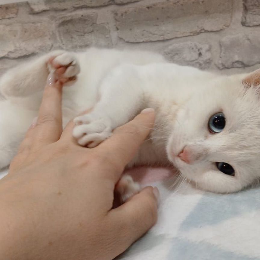 Отдам ласковую и нежную кошечку в добрые ручки