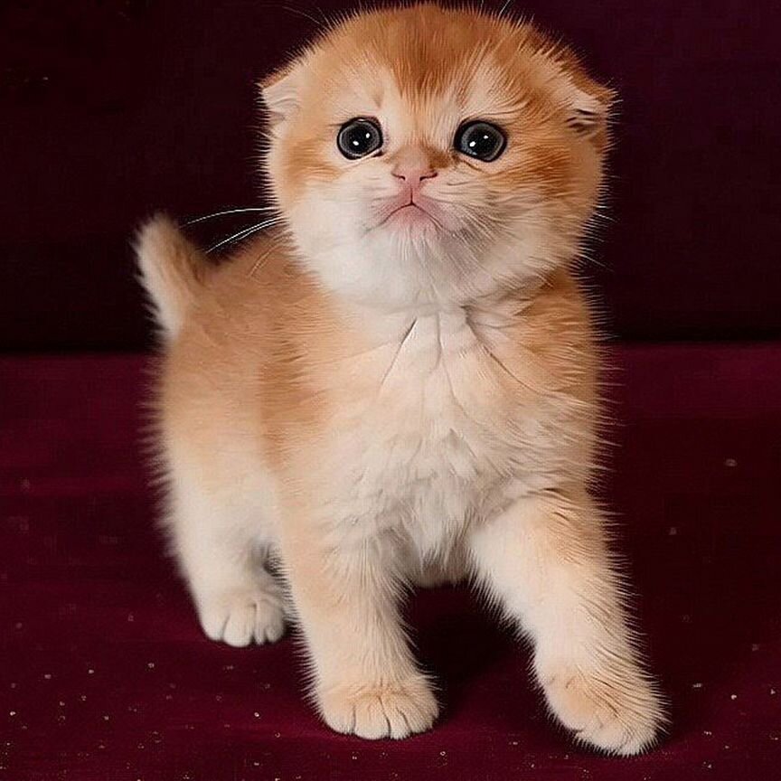 Шотландский вислоухий короткошёрстный котёнок