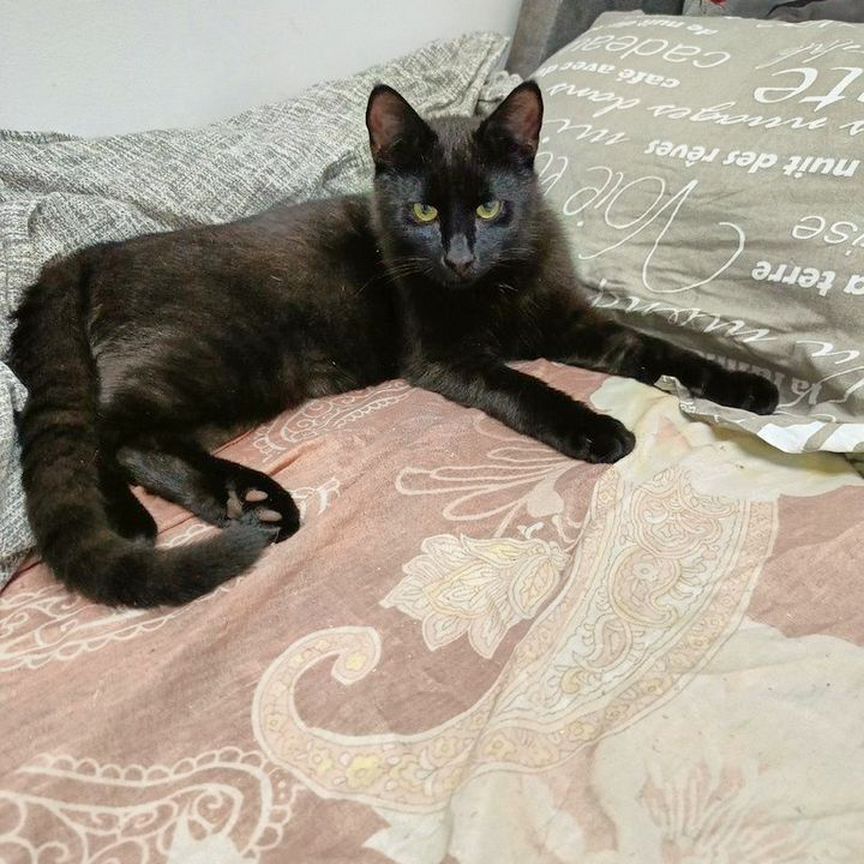 Котёнок Черныш ищет дом
