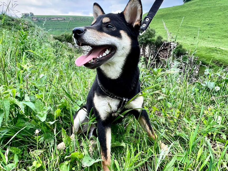 Собака сибаину, 10 месяцев