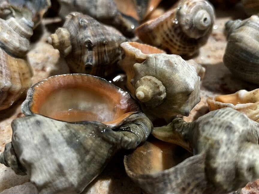 Ракушка черноморская