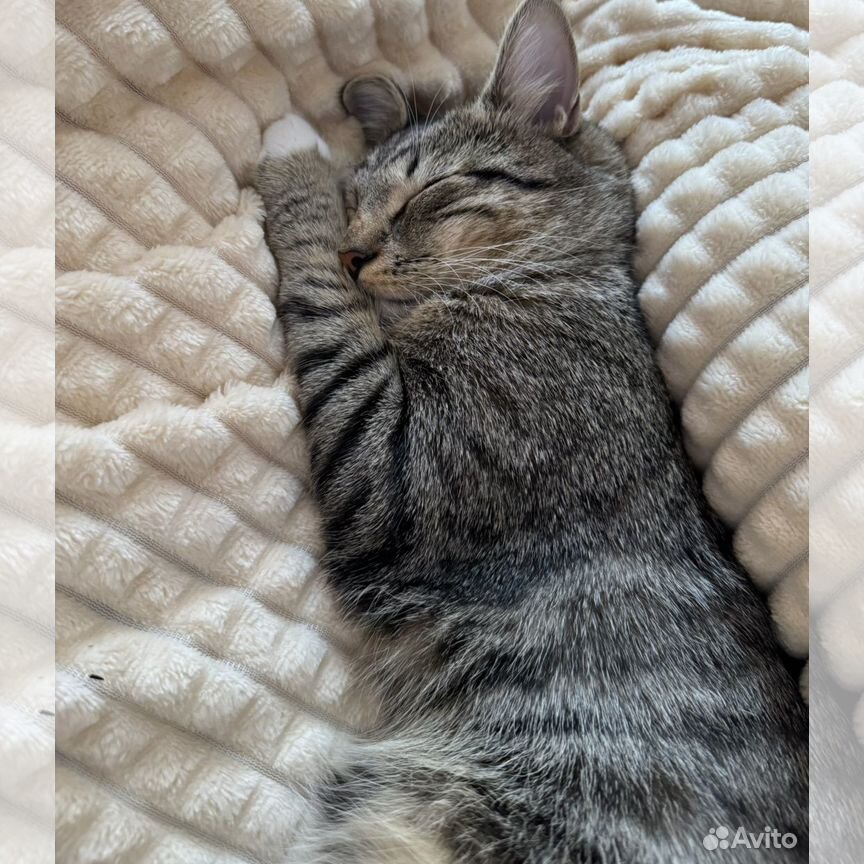 Кот бесплатно