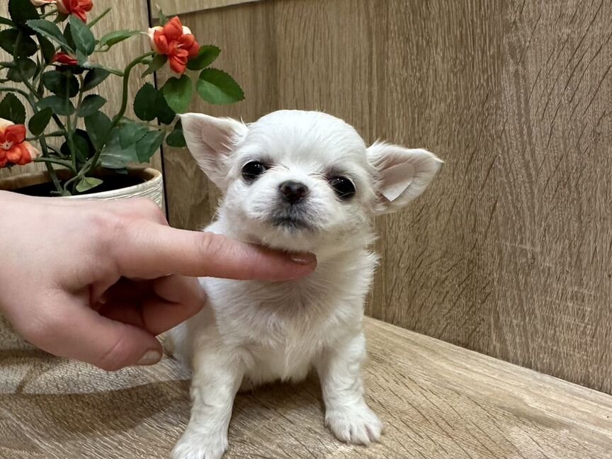 Щенки чихуахуа с документами