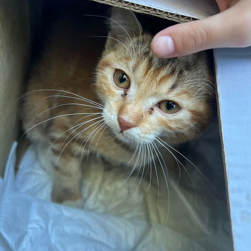 Котёнок в добрые руки