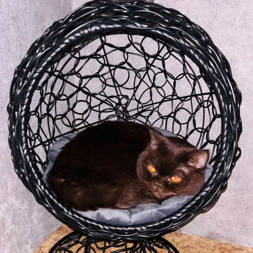 Домик для животных (лежанка). Новый