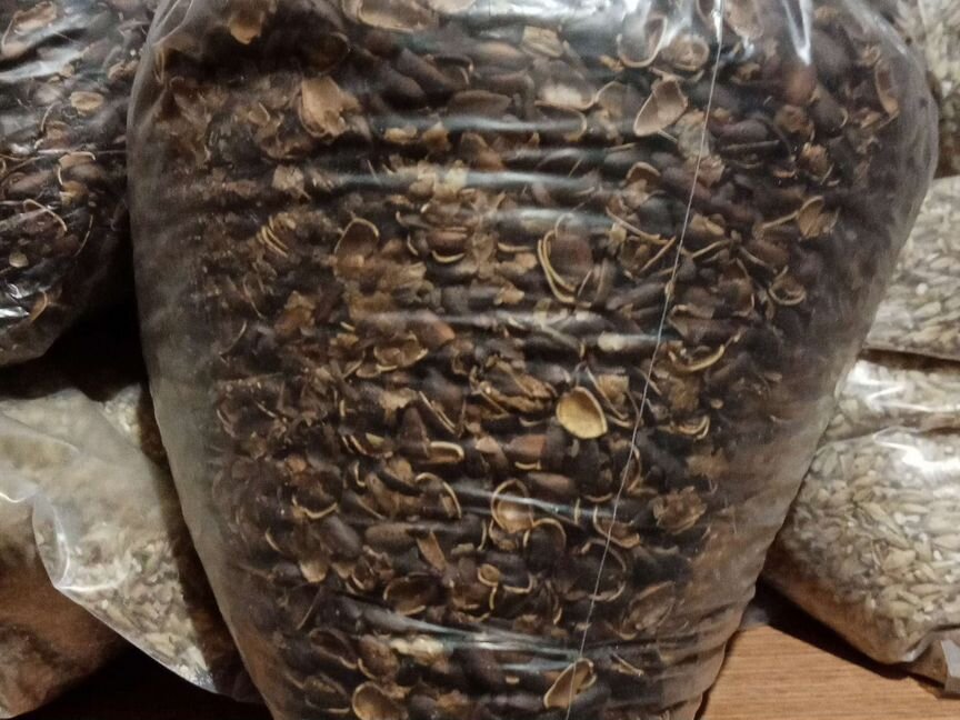 Скорлупа кедрового ореха