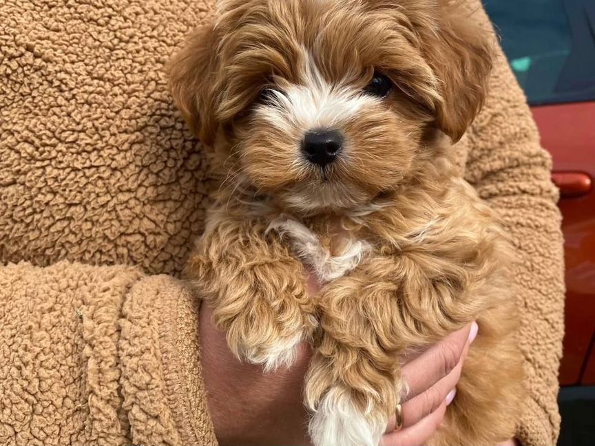 Щенки мальтипу F1 мини