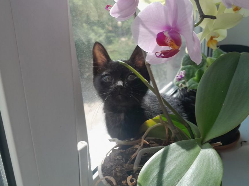 Котёнок 1.5 месяца, кошечка весёлая