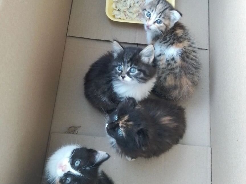 Котята в добрые руки