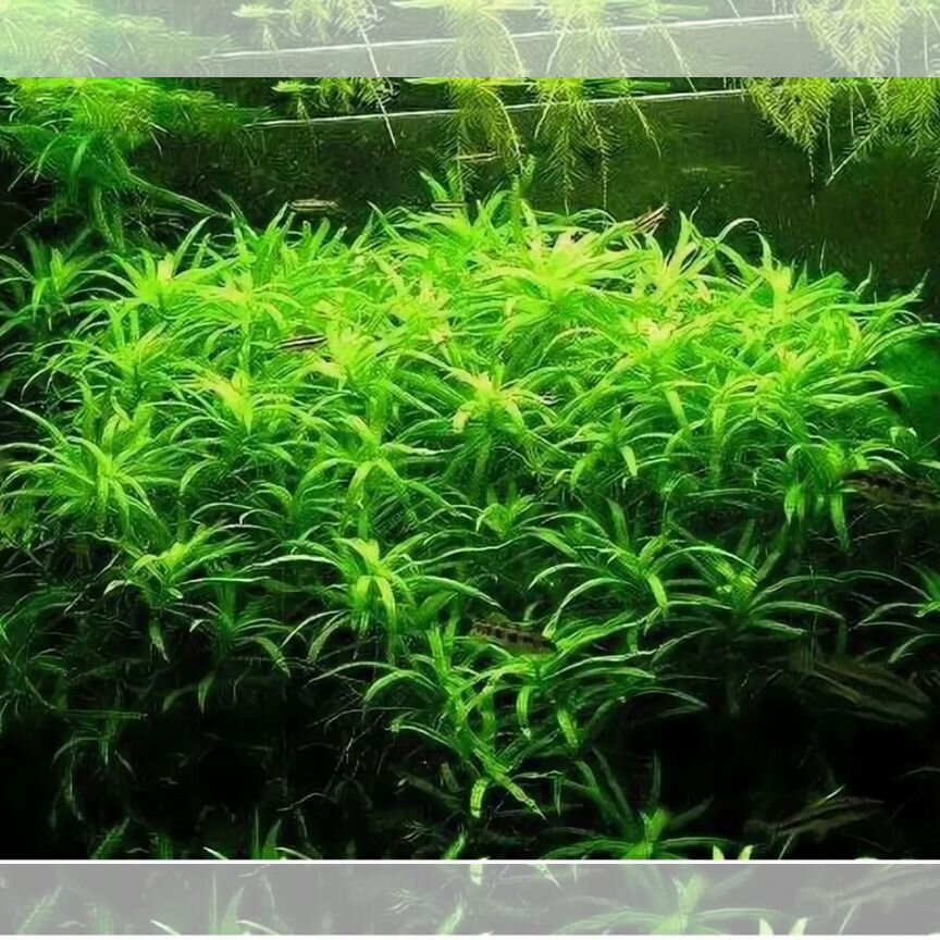 Аквариумное растение
