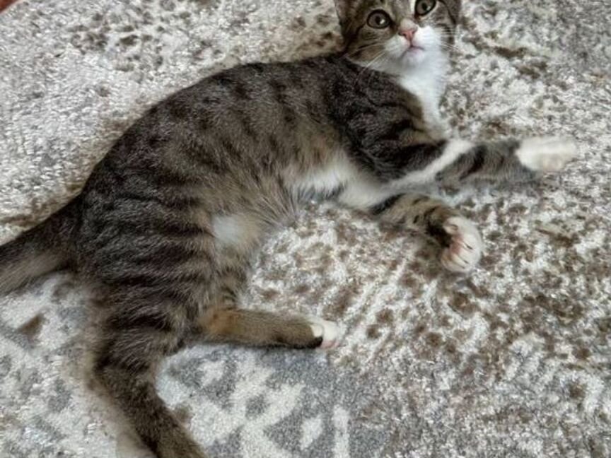 Супер ласковый котенок