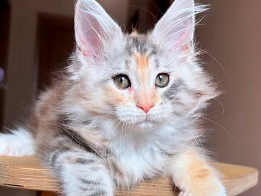 Watrushka. Трехцветное блондинко