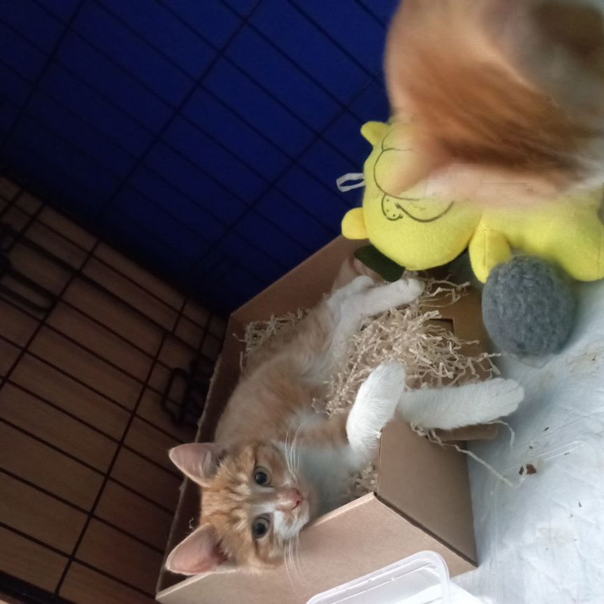 Рыжий котик