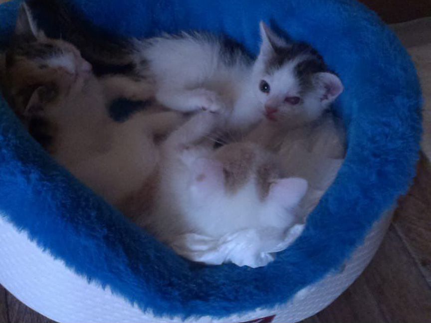 Котята в добрые руки