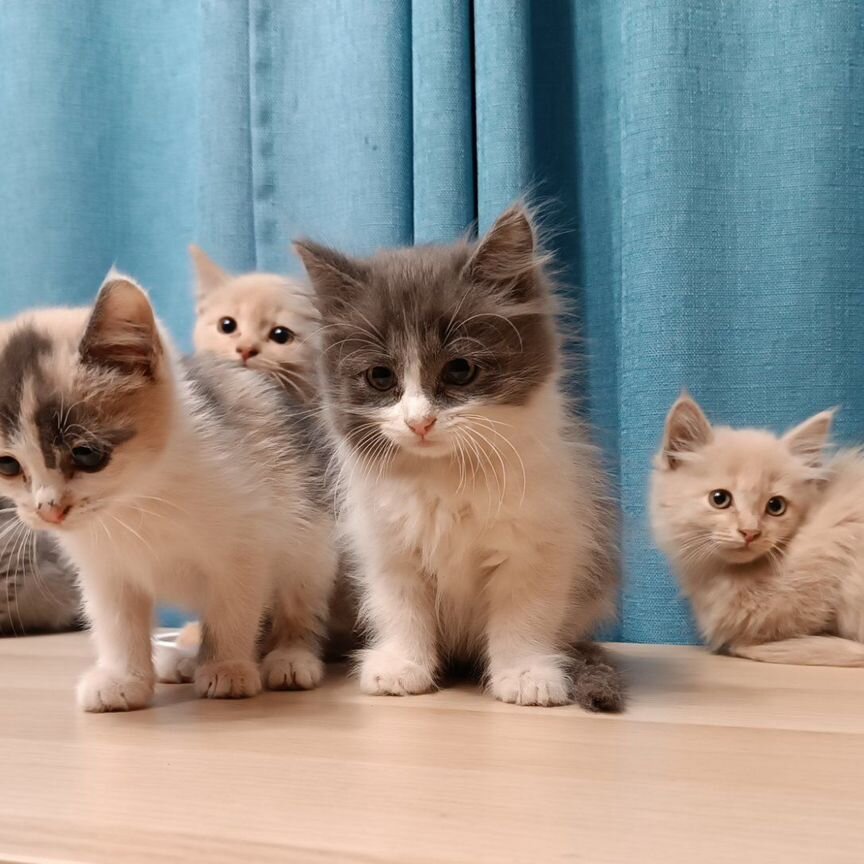 Котята