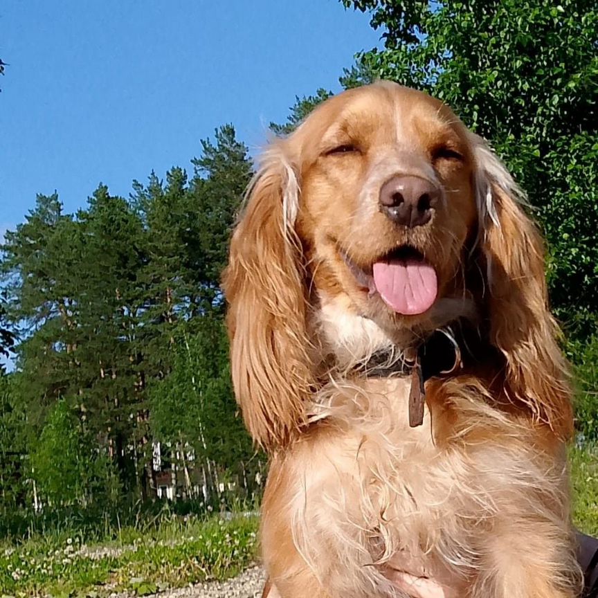 Кокер спаниель