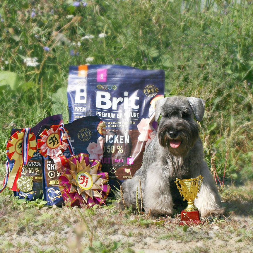 Цвергшнауцеры, питомник