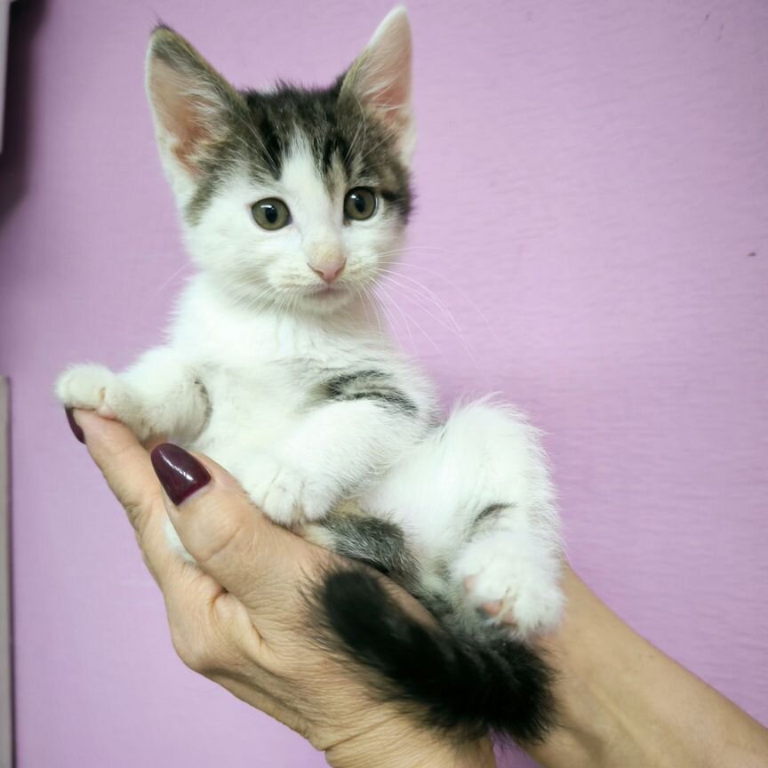 В добрые руки