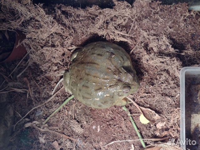 Жаба водонос