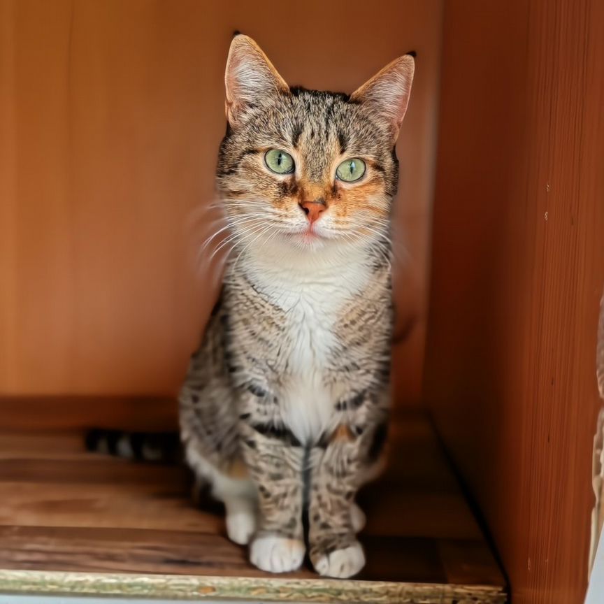 Взрослая кошка в добрые руки