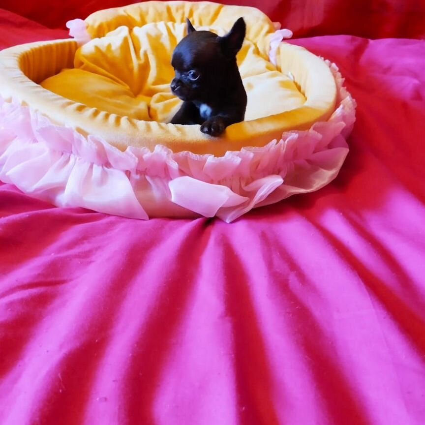 Шоколадный чихуахуа, щенки мальчики